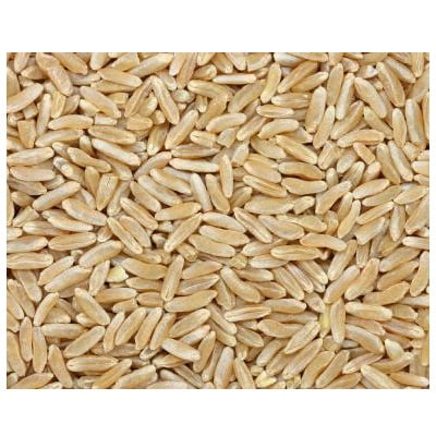 Grains Kamut Berries (1x25LB ) - Walmart.com