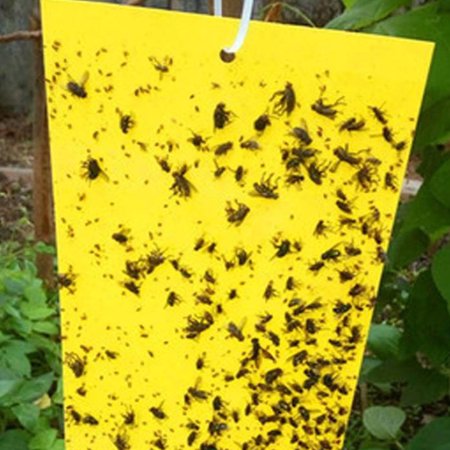 Fashionhome 20 Pcs/set Strong Bugs Sticky Board Small Insect Catching ...