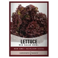 Allstar Gourmet Lettuce Mix Seeds for Planting (500 Seeds) - Grow ...
