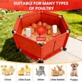50"Chick Brooder Kit with Red Temperature-Controlled Heating Plate ...