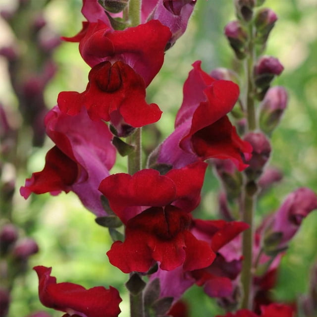 Snapdragon Flower Seeds - Rocket Series F1 - 1000 Seeds - Red Blooms ...