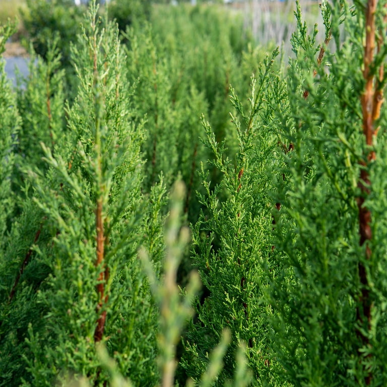 Italian Cypress Plant