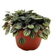 String of Turtles, Peperomia prostrata, Vining Plant, Live in a 4 inch Pot by BubbleBlooms ...