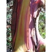 10 PACIFIC MADRONE TREE Bearberry Red Arbutus Menziesii Oregon Laurel ...