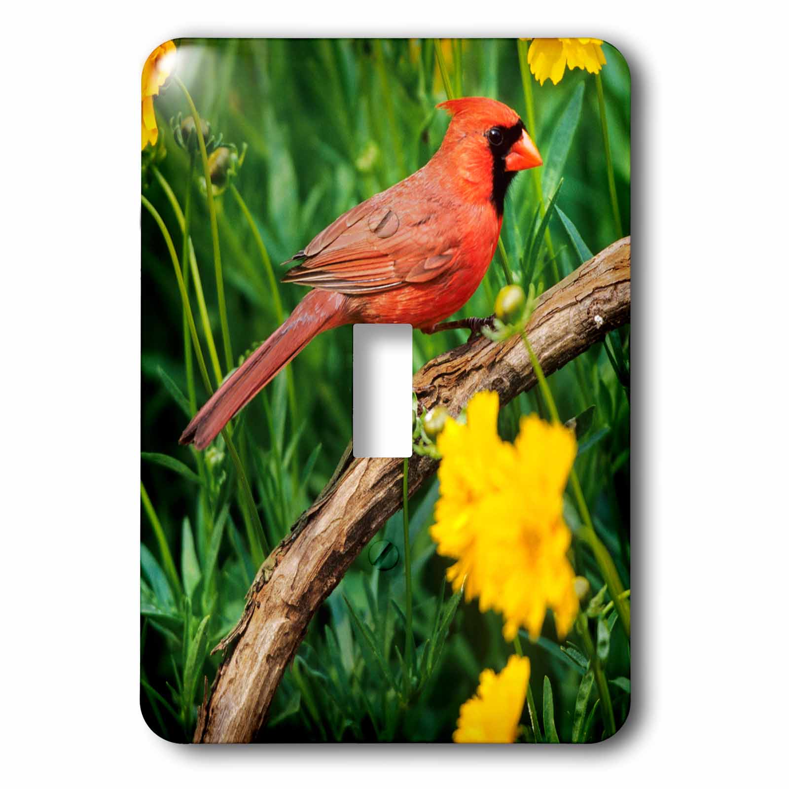 3dRose Northern Cardinal male in flower garden near Lance-leaved ...