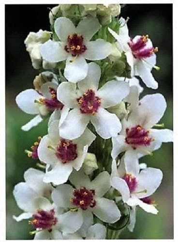 50 WEDDING CANDLES VERBASCUM Chaixii Album Mullein White Purple Flower Seeds - Walmart.com
