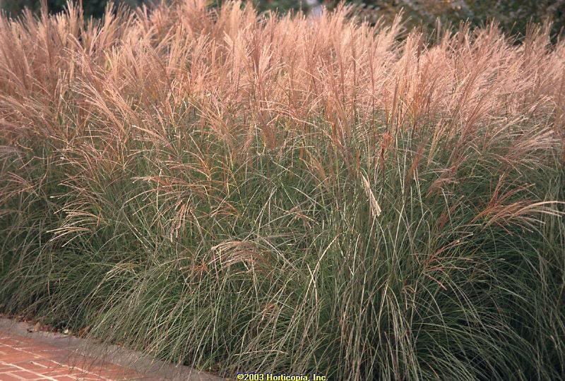 10 RED MAIDEN GRASS Miscanthus Sinensis Plumes Ornamental Flower Seeds ...