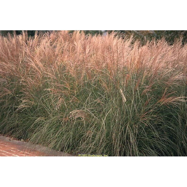 10 RED MAIDEN GRASS Miscanthus Sinensis Plumes Ornamental Flower Seeds ...
