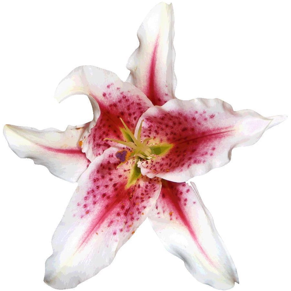 Hollis White Stargazer Lily Wall Decal Cutout - Walmart.com - Walmart.com