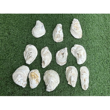 Large Conch Seashells Natural Beach Home Decor Big Snail Hermit Crab ...