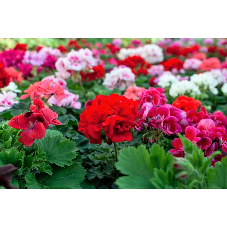 Zonal Geranium Colors