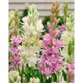 Tuberose For Planting - Suitable for Courtyard Gardening - Deer ...
