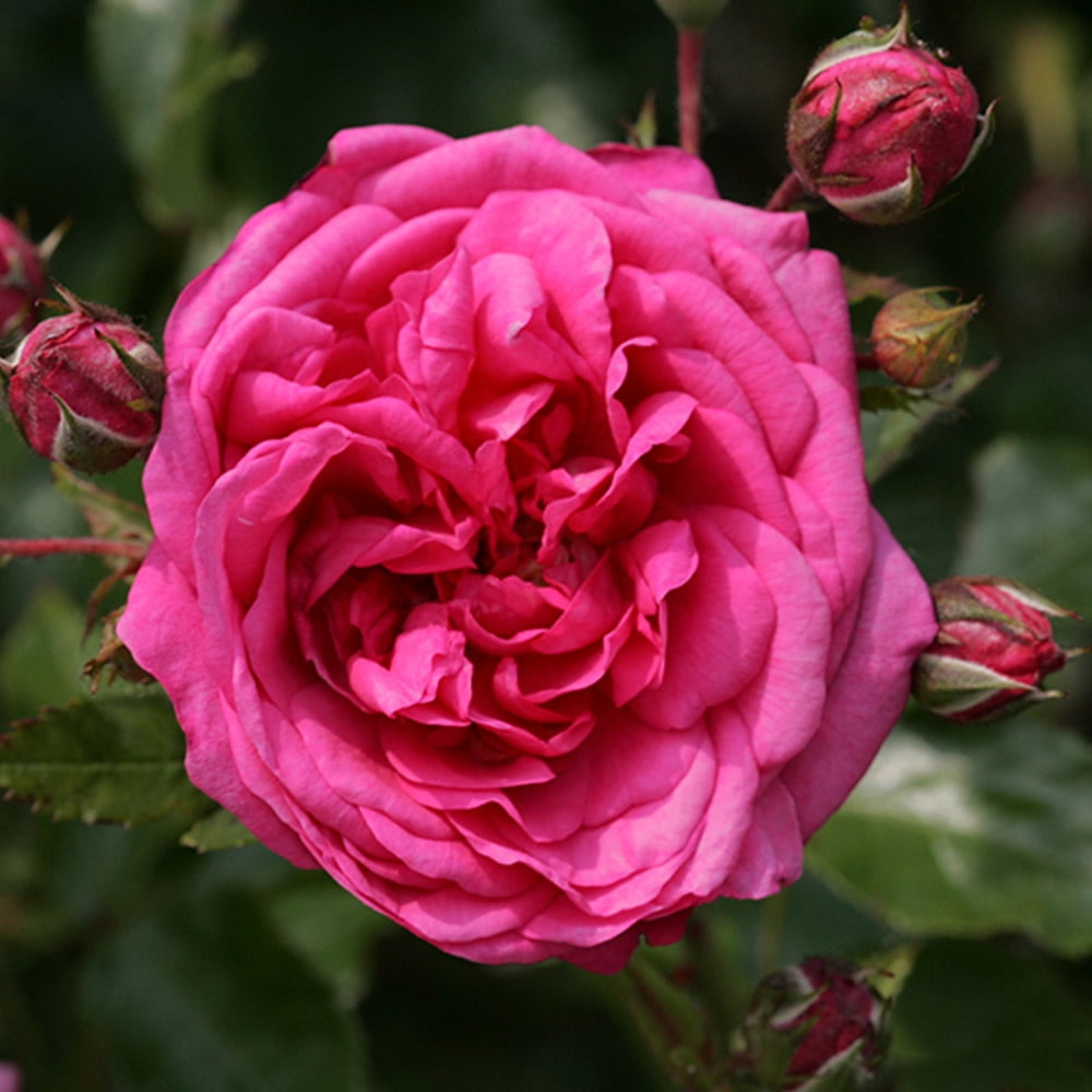 Heirloom Roses Rose Bush - Arborose® Laguna Climbing Roses , Live Rose ...