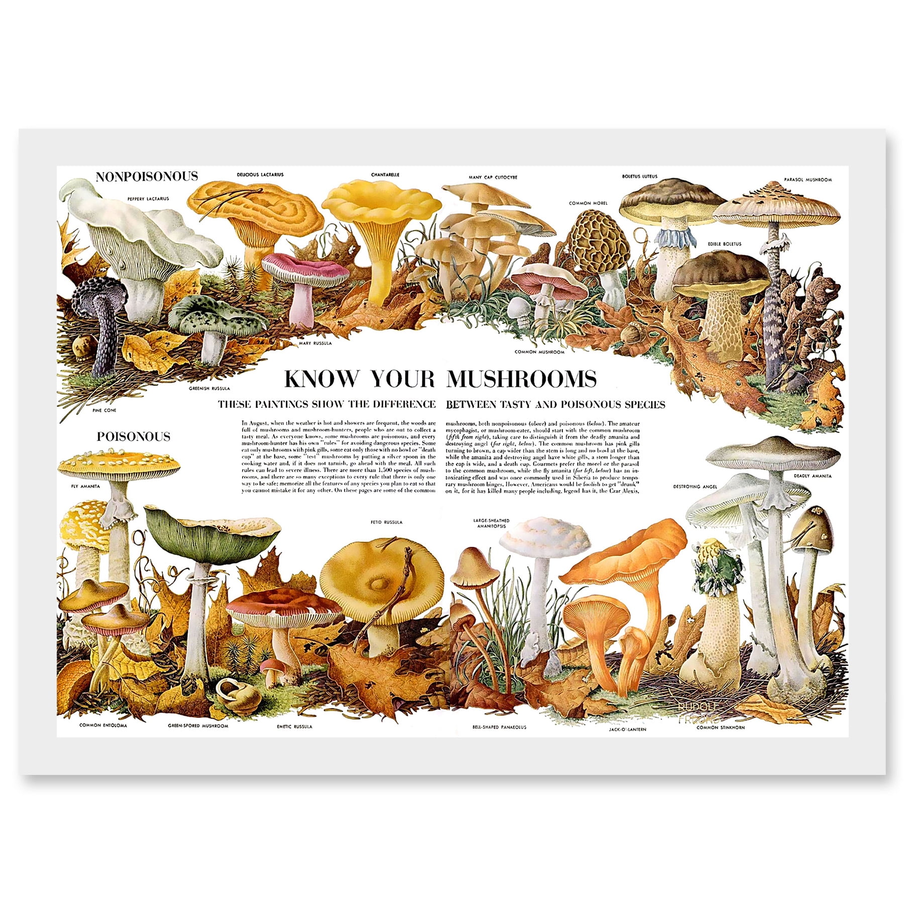 Know Your Mushroom Identifier Chart Mycology Mushroom Fungi Toadstool ...