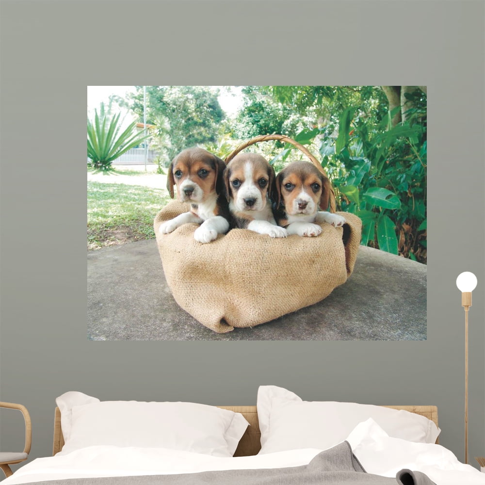 Three Beagle Puppies Wall Mural by Wallmonkeys Peel and Stick Graphic ...