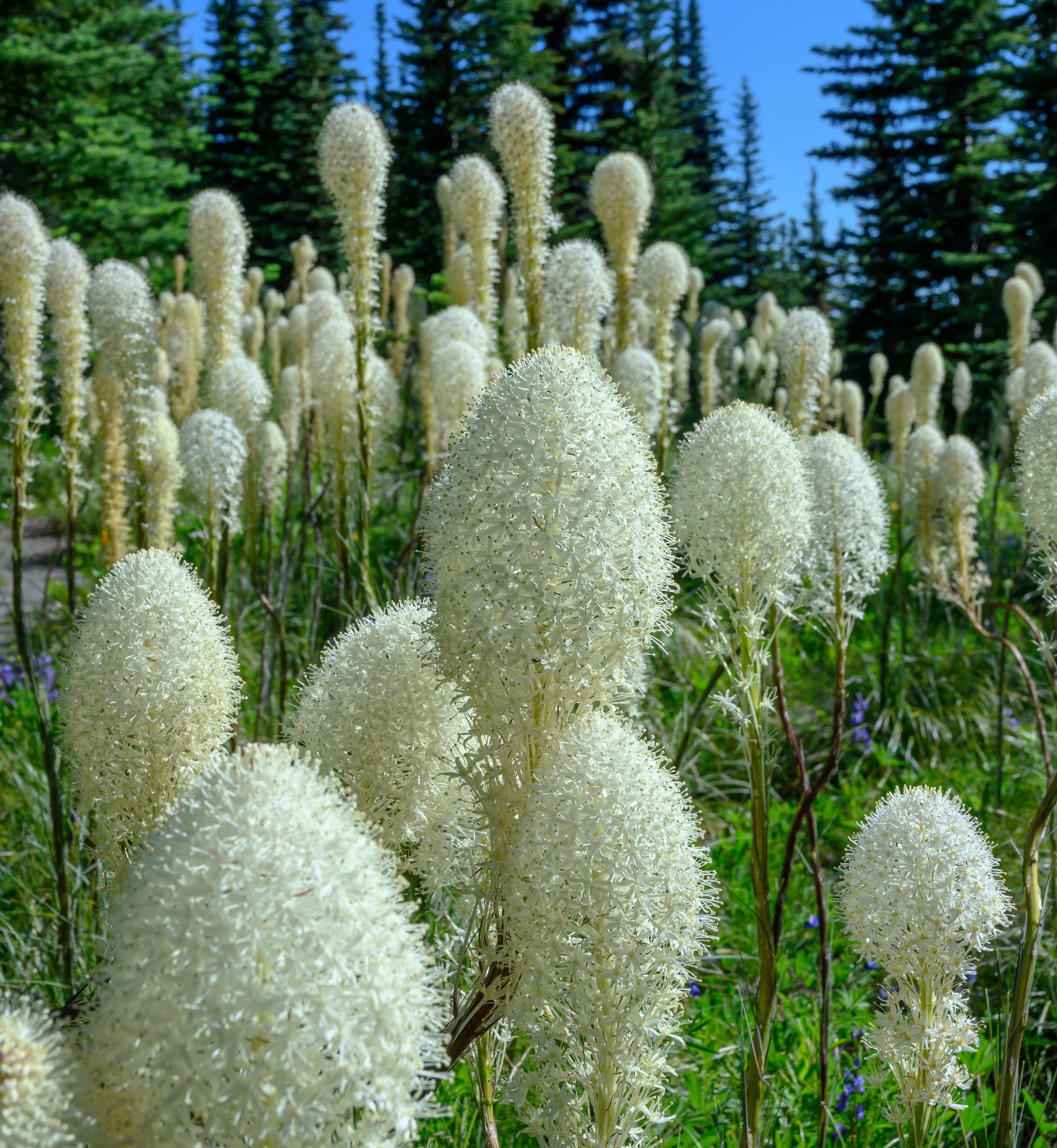 Bear Grass Seeds for Planting - 30 Seeds - Xerophyllum tenax - Exotic Flowering Grass Seeds ...
