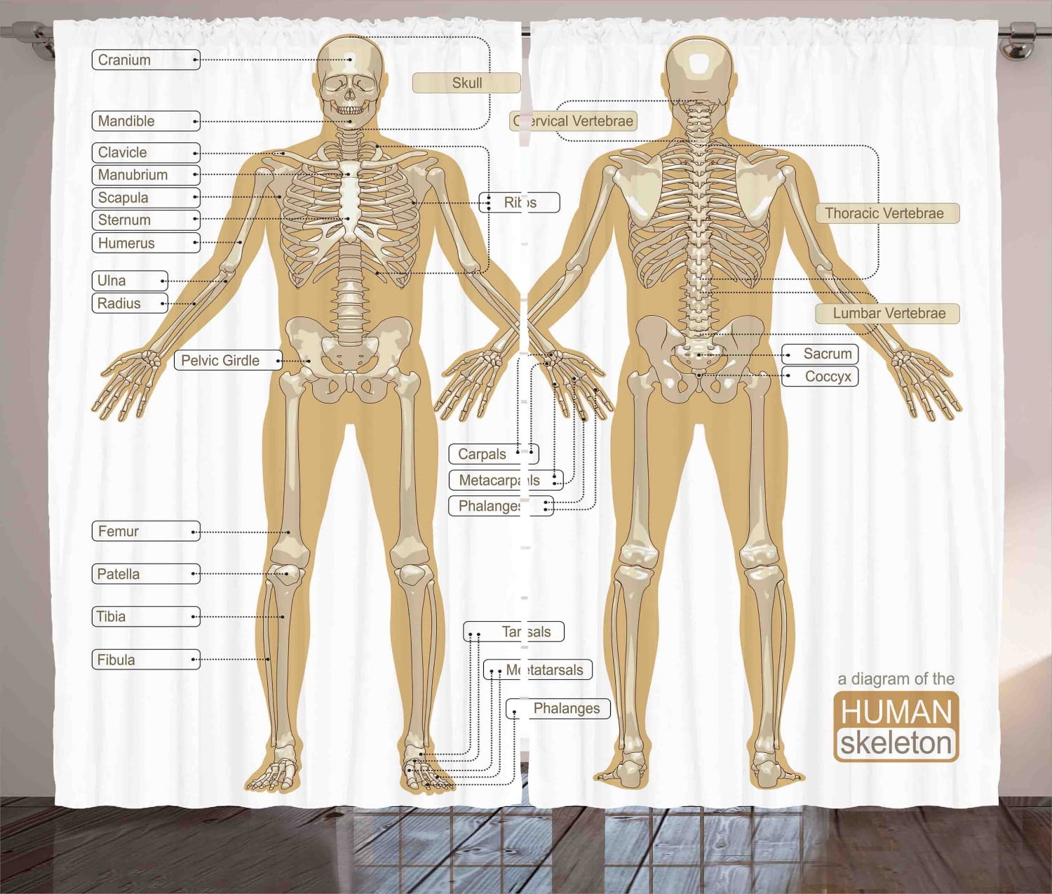 Human Anatomy Curtains 2 Panels Set, Diagram of Human Skeleton System ...