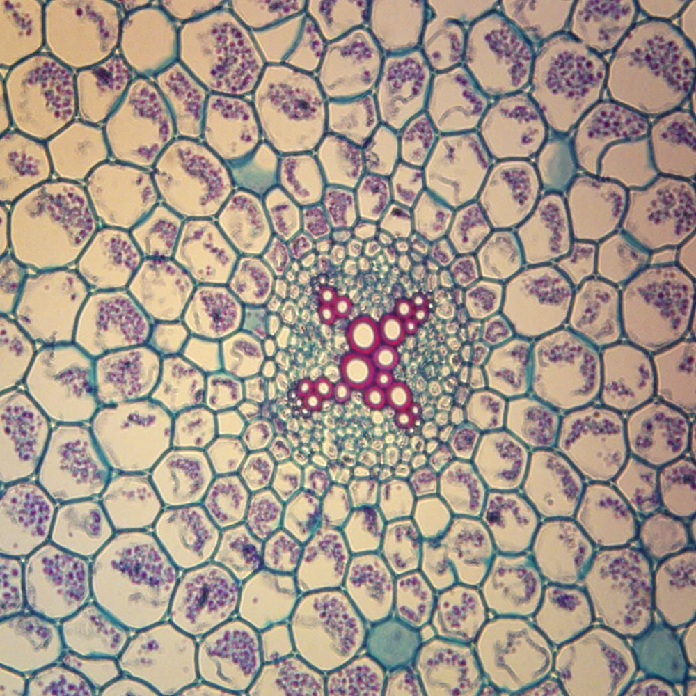 Dicot Root Microscope