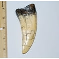 TYRANNOSAURUS Rex Dinosaur Tooth CAST #1 (Replica - Reproduction) T-Rex ...