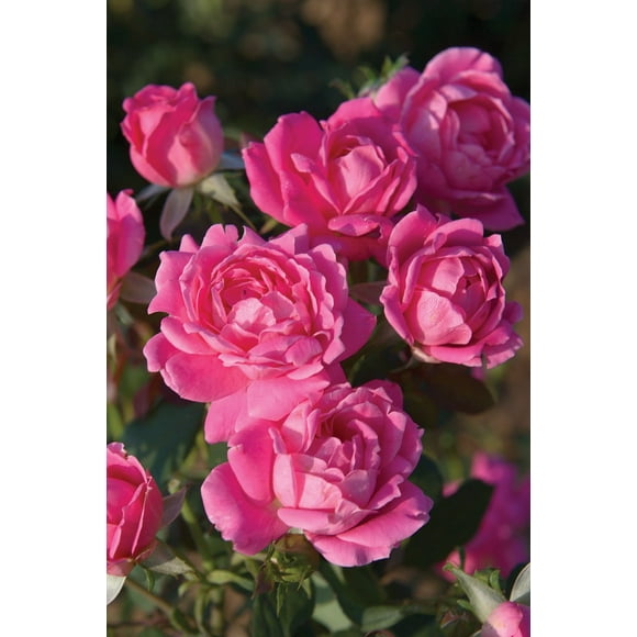 Double Knockout Rose