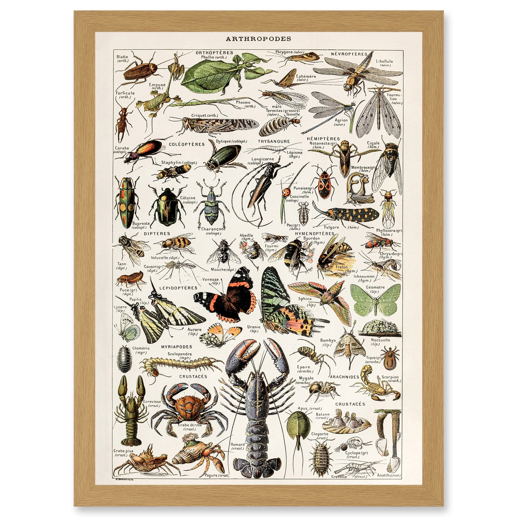 Millot Encyclopedia Arthropods Exoskeletal Animals Nature Artwork ...