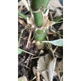 Bonsai Style-Clumping bamboo*Bambusa Ventricosa*Non Invasive*Priva ...