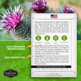 2 Packs Burdock Root Seed - Gobo - Non-GMO Heirloom Biennial Full Sun ...