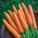 Burpee Scarlet Nantes Carrot Seed Tape, Annual Vegetable Seed, Full Sun ...