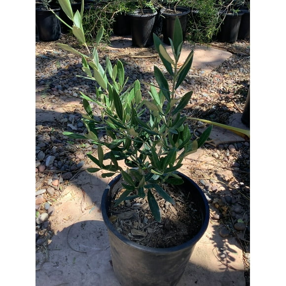Olive Tree