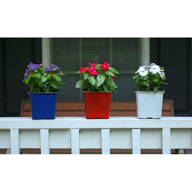 Vinca In Containers