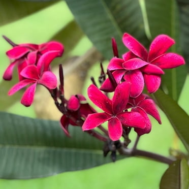 Croton Red Batik - Live Plant in a 4 Inch Pot -Codiaeum Variegatum ...