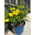 Set 3 Dwarf Allamanda Plants Live for Planting, Allamanda Compacta ...
