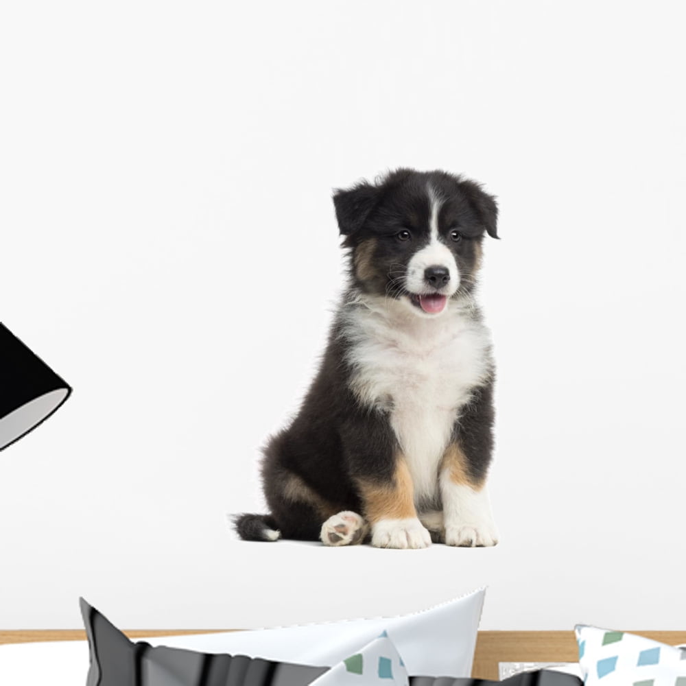 Australian Shepherd Puppy 8 Wall Mural by Wallmonkeys Peel and Stick ...