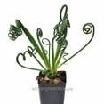 Albuca Spiralis, Frizzle Sizzle, Corkscrew Albuca - Pot Size: 3" (2.6x3 ...