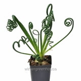 Albuca Spiralis, Frizzle Sizzle, Corkscrew Albuca - Pot Size: 3" (2.6x3 ...