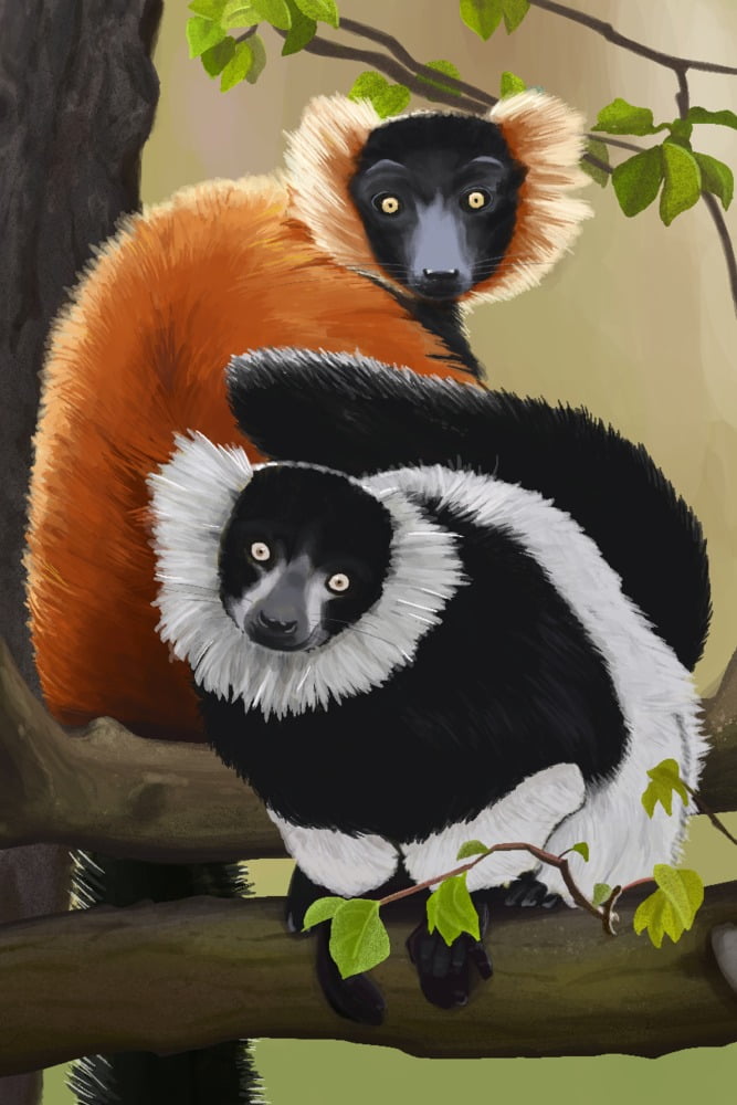 Namedrop Ready, Black and White and Red Ruffed Lemurs (24x36 Giclee ...