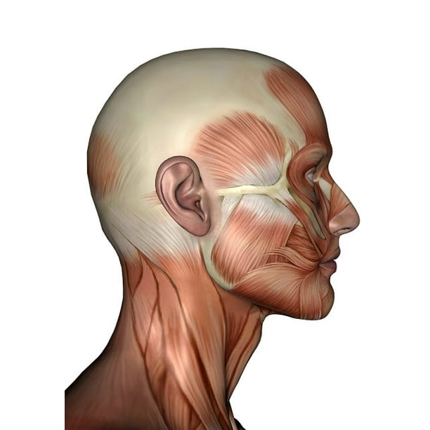 Face Anatomy Muscles
