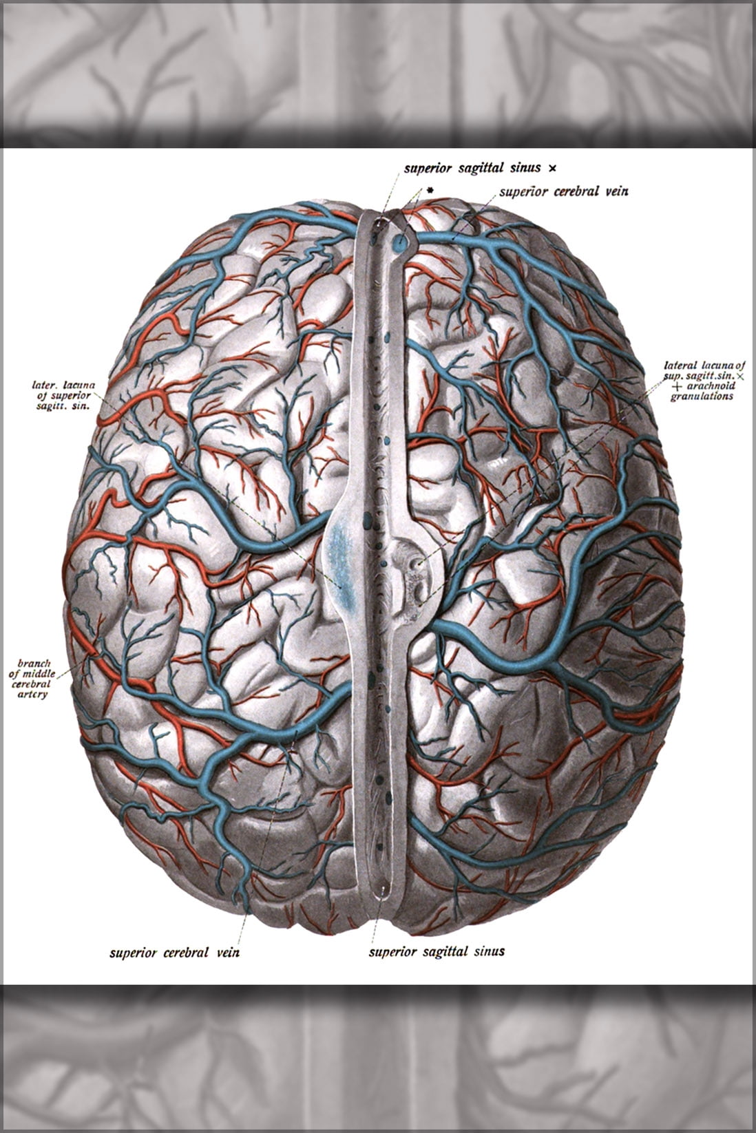 24"x36" Gallery Poster, brain diagram from Sobotta's Human Anatomy 1908 ...