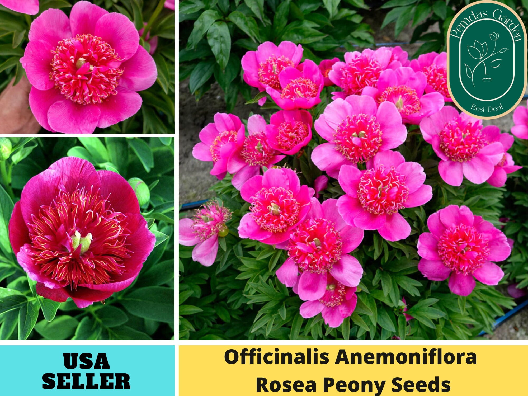10+Seeds| |Officinalis Anemoniflora Rosea Peony Perennial- Authentic ...