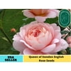 30 Rare Perennial Rosa Seeds - Fresh Judge The Obscure Rose Bush Flower ...