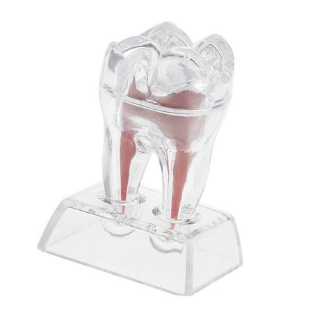 Crystal Base Hard Plastic Teeth Tooth Molar Model Medical Model for ...
