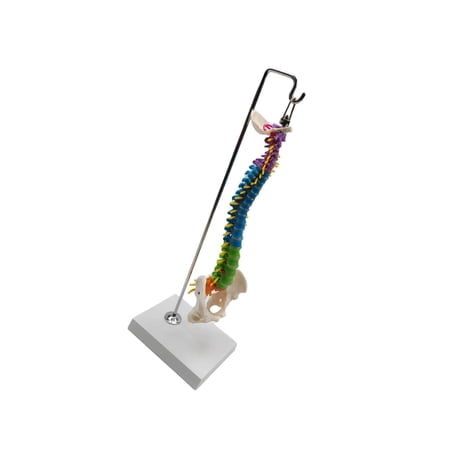Flexible Spine Model for School Biology model skeleton Class Anatomical ...