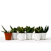 House Plant Shop Snake Plant Sansevieria Live Plant in 4 Inch Pot (6 ...