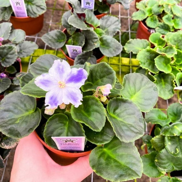 African Violet Plants