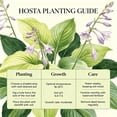 Butterfly Hostas for Planting-Ornamental-Garden Stake for Outdoor ...
