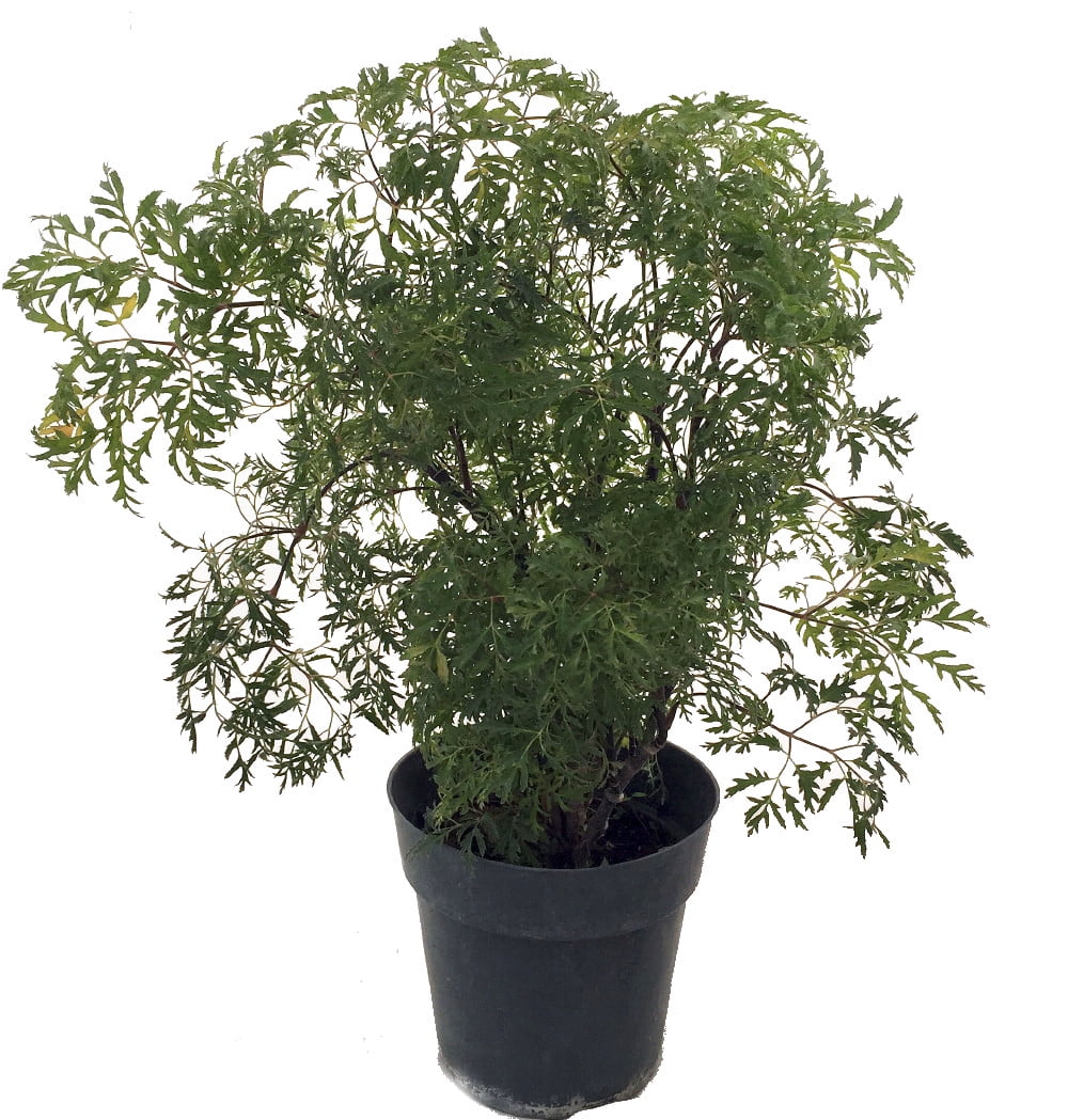 Japanese Ming Tree - Polyscias fruticosa - House Plant/Bonsai - 6" Pot ...