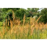 250 Ornamental INDIAN GRASS Sorghastrum Nutans Native Seeds - Walmart.com