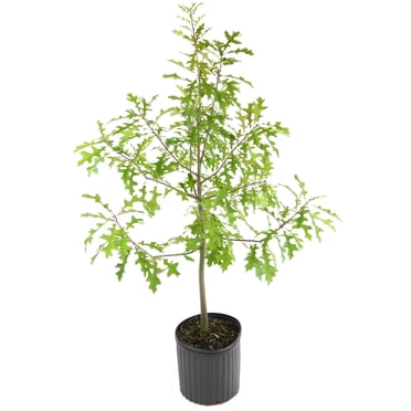 3 gal Swamp Chestnut Live Oak Tree with Full Sunlight - Walmart.com