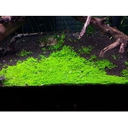 Java Moss - Easy Live Fresh Water Aquarium Plants - Walmart.com