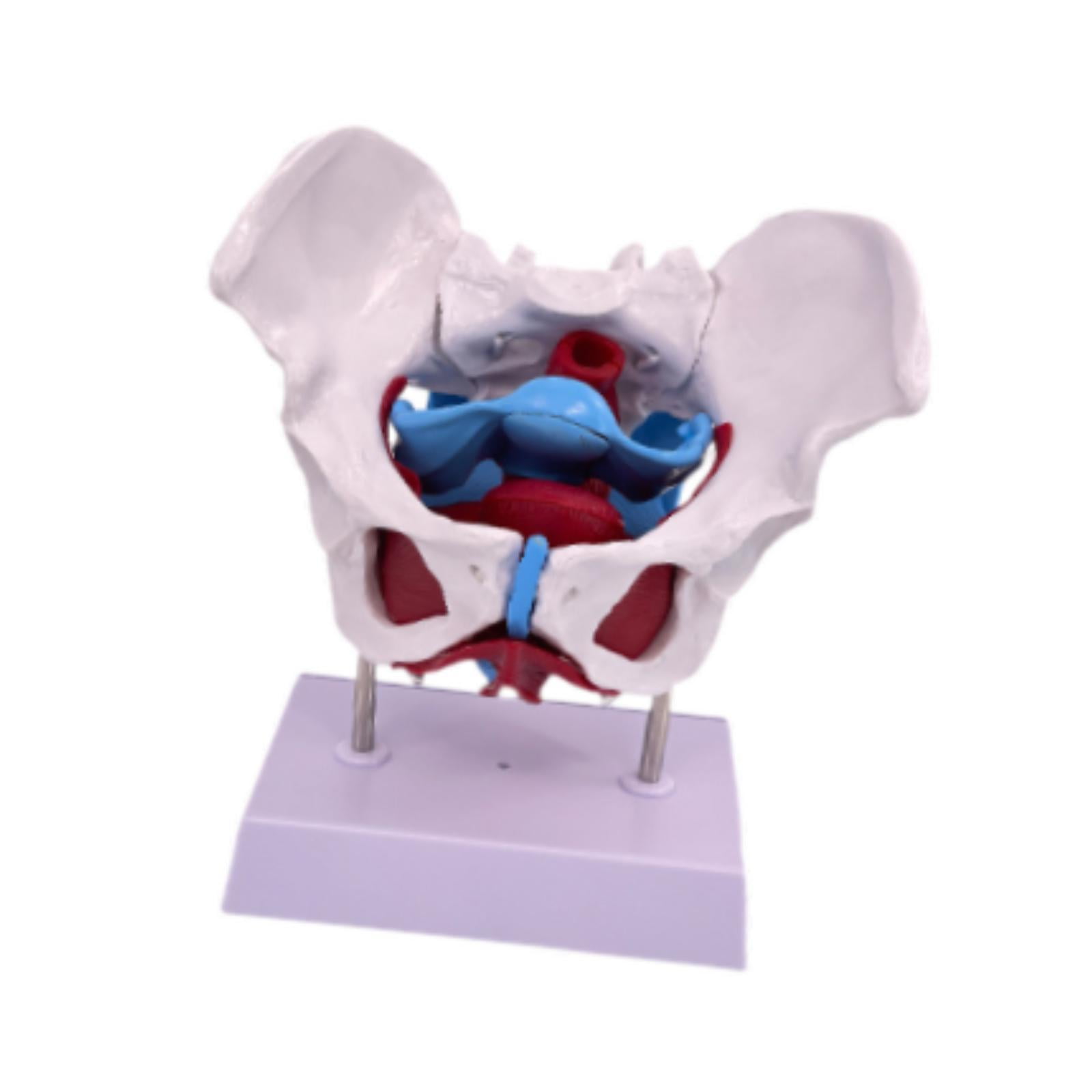 Modelo de pelvis femenina, educativo, equipo de ciencia médica ...